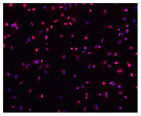 Spinal Astrocytes - Human iPSC derived cells (Male, WC-30) (ab315370 ...