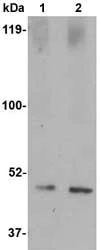 Anti-SPRED1 antibody (ab77079) | Abcam