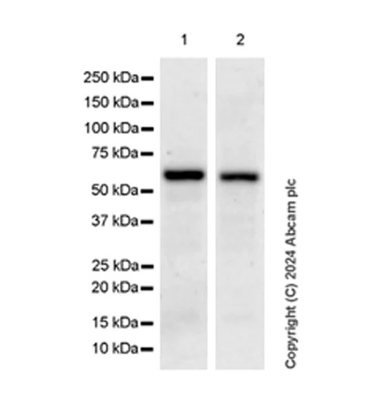 Squalene Epoxidase抗体[EPR29195-89] (ab317628)| Abcam中文官网