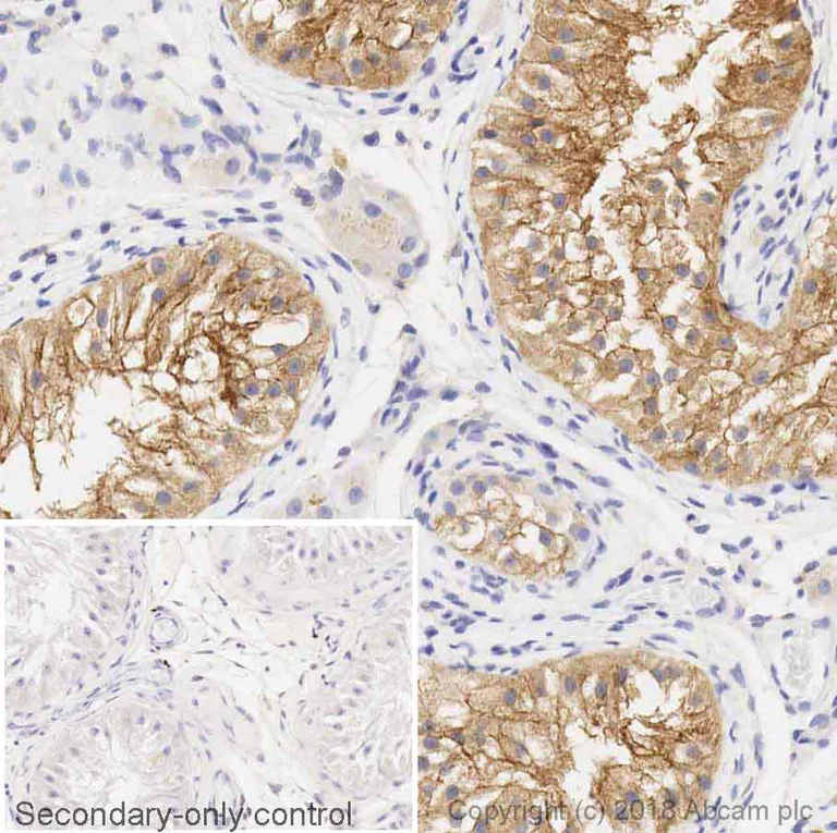 Anti-Src antibody [GD11] Mouse monoclonal (ab231081) | Abcam