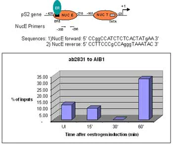 Anti-SRC3 antibody (ab2831) | Abcam