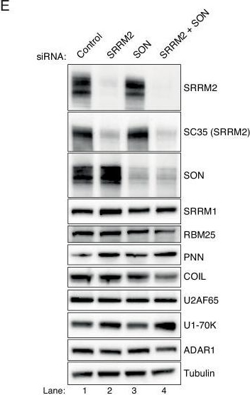Anti-SRRM1 antibody. Rabbit polyclonal (ab221061) | Abcam
