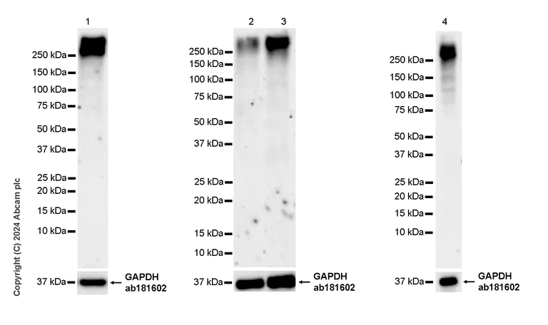 SRRM2抗体[EPR28620-54] (ab317817)| Abcam中文官网