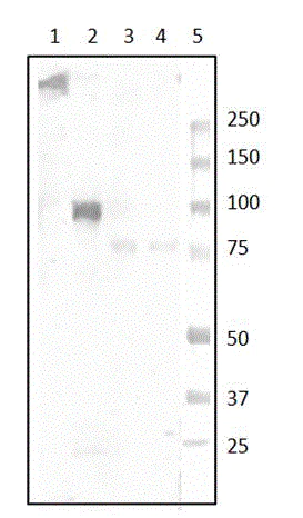 Anti-ST2 antibody [B-L42] - BSA and Azide free (ab288543) | Abcam