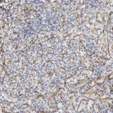 Anti-Stabilin 2 antibody. Rabbit polyclonal (ab121893) | Abcam