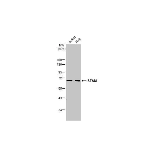 Anti-STAM antibody [HL1635] (ab317097) | Abcam