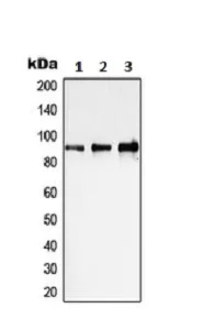 STAT1抗体 (ab230428)| Abcam中文官网