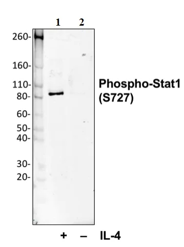 Anti-STAT1 (phospho S727) antibody [Stat1S727-C6] (ab278718) | Abcam
