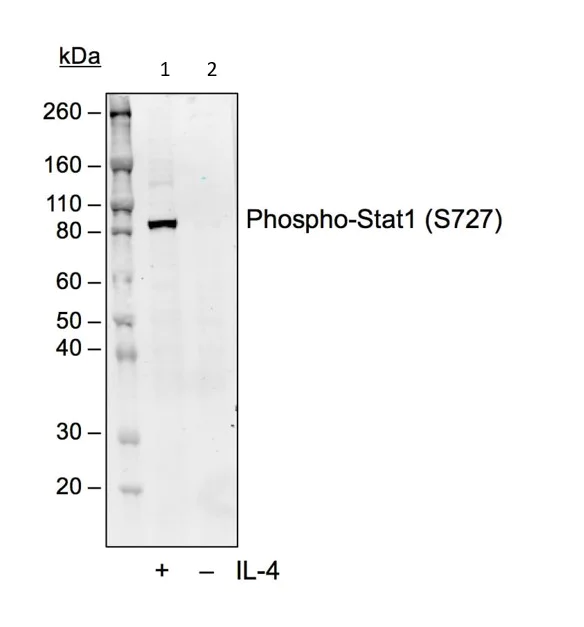 Anti-STAT1 (phospho S727) antibody [Stat1S727-C6] (ab278718) | Abcam