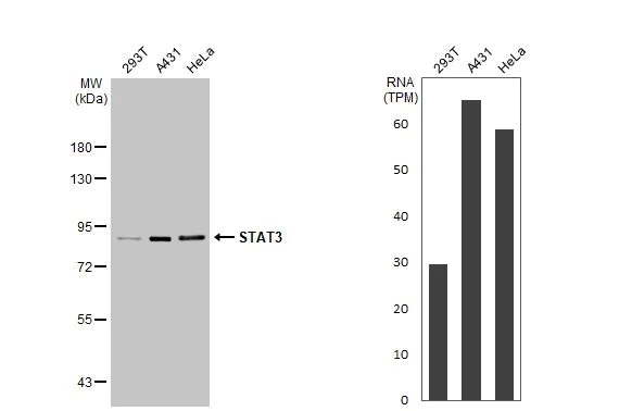 Anti-STAT3 antibody (ab226942) | Abcam