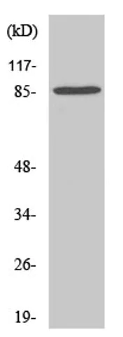 Anti-STAT3 antibody (ab31370) | Abcam