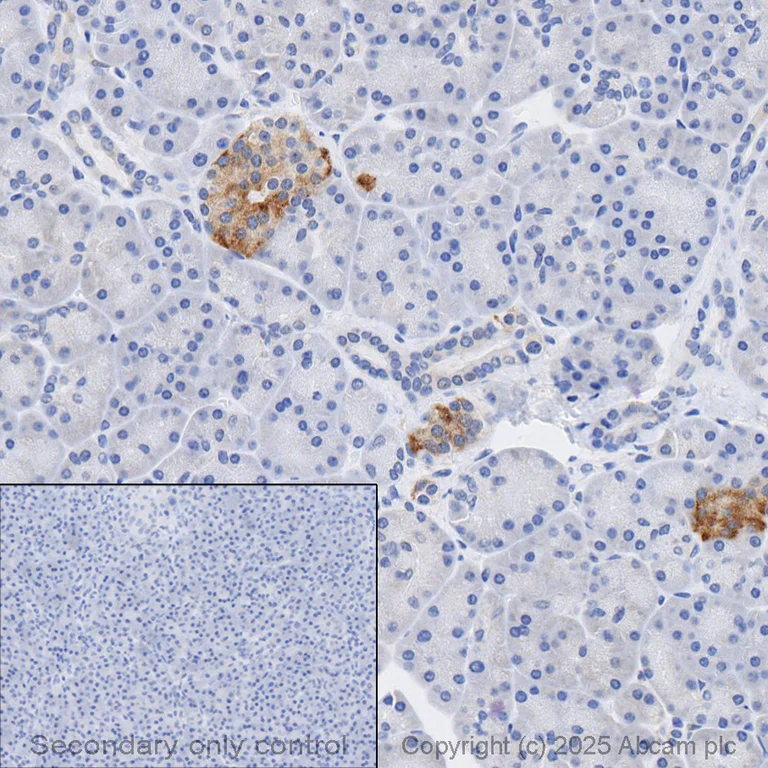 Anti-STAT3 antibody [EPR787Y] - BSA and Azide free (ab171359) | Abcam