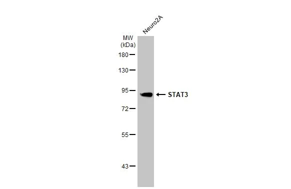 Anti-STAT3 antibody [HL1134] - BSA and Azide free (ab308380) | Abcam