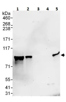 Anti-STAT5a antibody (ab264324) | Abcam