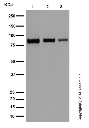 Anti-STAT5a + STAT5b antibody [EPR16671-40] (ab194898) | Abcam
