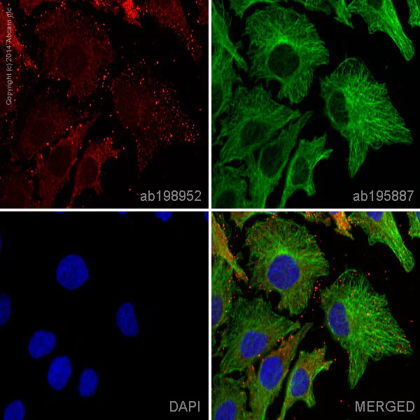 Anti-STING antibody [EPR13130] - BSA and Azide free (ab227128) | Abcam