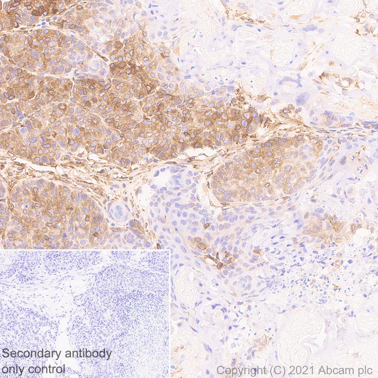 Anti-STING antibody [EPR25090-107] (ab288157) | Abcam
