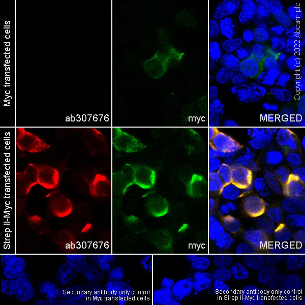 Anti-Strep-tag II antibody [EPR28119-43] (ab307676) | Abcam