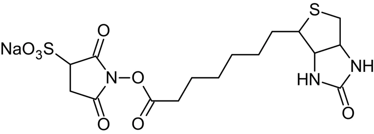 Sulfo-NHS-Biotin, NHS-ester biotinylation reagent (CAS 119616-38-5) | Abcam