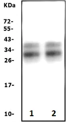 Anti-Surfactant Protein A/PSAP antibody (ab115791) | Abcam