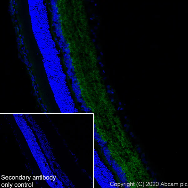 Synapsin I抗体[EPR23531-50] - Synaptic Marker (ab254349)| Abcam中文官网
