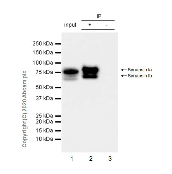 Synapsin I抗体[EPR23531-50] - Synaptic Marker (ab254349)| Abcam中文官网