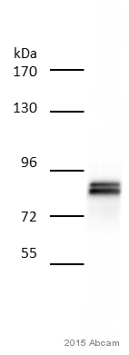 Synapsin I抗体- Synaptic Marker (ab64581)| Abcam中文官网