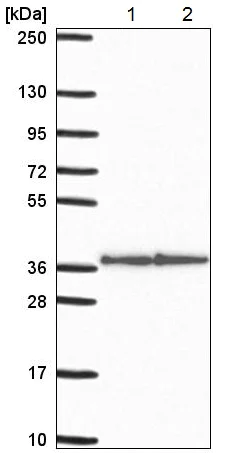 Anti-Syntaxin 12/Syntaxin-13 antibody (ab220746) | Abcam