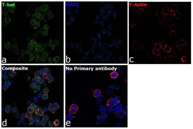 Anti-T-bet / Tbx21 antibody [39D, 3-9D] (ab91103) | Abcam