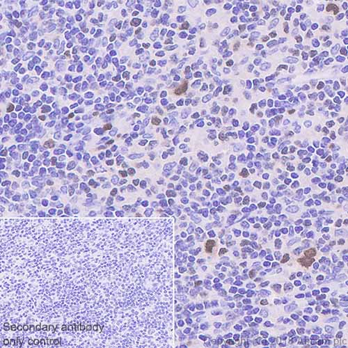 Anti-T-bet / Tbx21 antibody [EPR9302] - BSA and Azide free (ab222290 ...