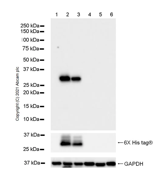 Anti-T2A + P2A antibody [3H4] - BSA and Azide free (ab269492) | Abcam