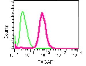 Anti-TAGAP antibody [EPR15593] - BSA and Azide free (ab250938) | Abcam