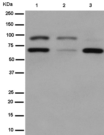Anti-TAGAP antibody [EPR15593] - BSA and Azide free (ab250938) | Abcam