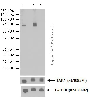 Anti-TAK1 (phospho S439) antibody [EPR2863] (ab109404) | Abcam