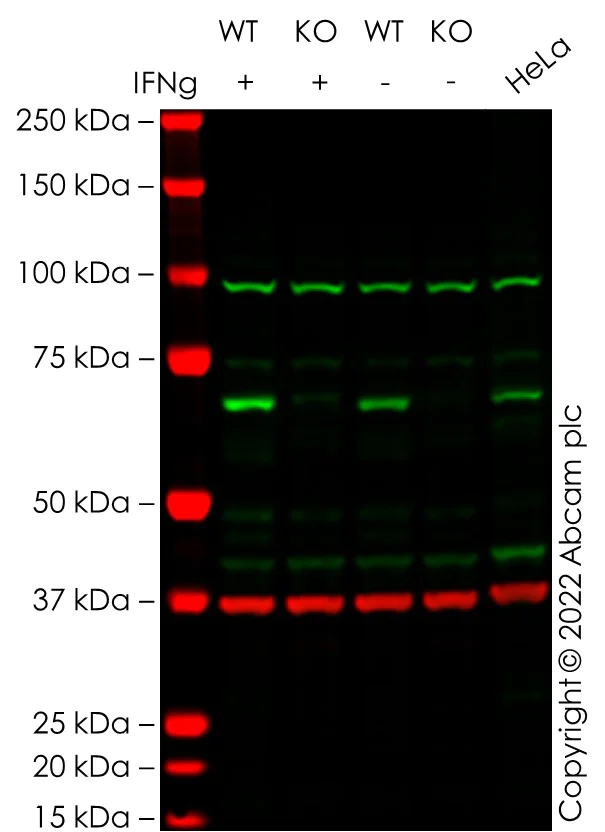 Anti-TAP2 antibody (ab180611) | Abcam