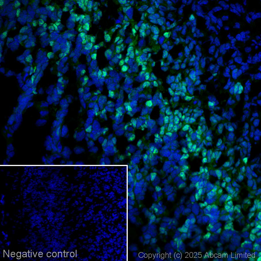 Anti-CD41 PE/Cy5® antibody [MEM-06] (ab233450) IgG1 | Abcam