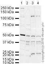 Anti-Tbx6 antibody. Rabbit polyclonal (ab38883) | Abcam