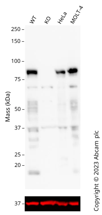 Anti-TCF12 antibody [7B3] (ab243149) | Abcam