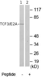 Anti-TCF3 / E2A antibody (ab69999) | Abcam