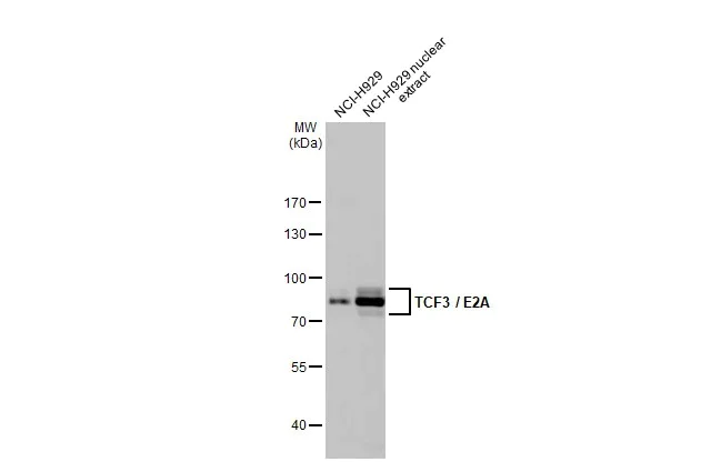 Anti-TCF3 / E2A antibody [HL1954] - BSA and Azide free (ab308211) | Abcam