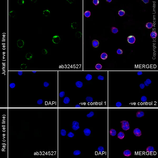 Anti-TCR alpha antibody [EPR29621-40] (ab324527) | Abcam