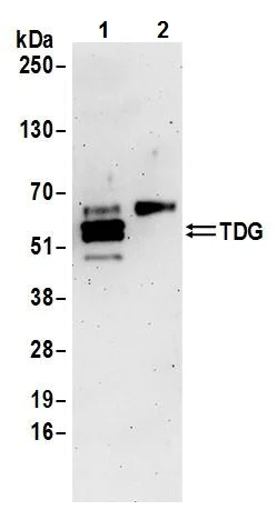 Anti-TDG antibody (ab245620) | Abcam