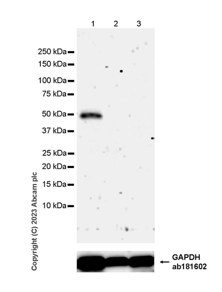 Anti-TEAD3 antibody [EPR27092-16] (ab309536) | Abcam