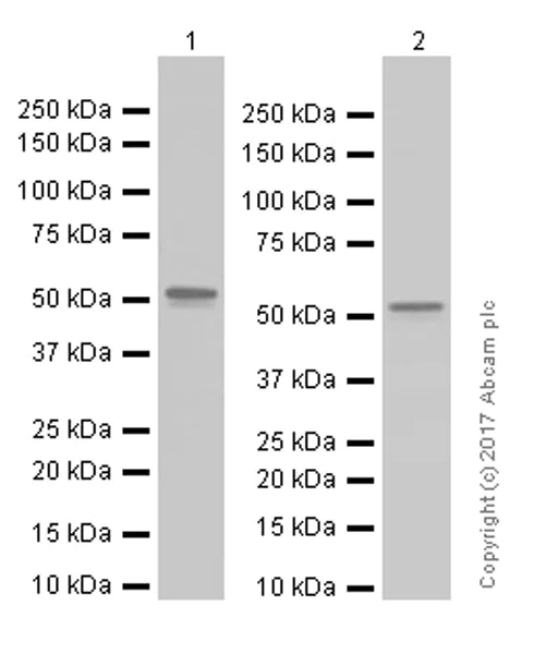 Anti-TEF1/TEAD-1 antibody [EPR3967(2)] (ab133533) | Abcam