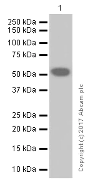 Anti-TEF1/TEAD-1 antibody [EPR3967(2)] (ab133533) | Abcam