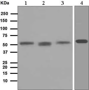 Anti-TEF1/TEAD-1 antibody [EPR3968(2)] (ab133535) | Abcam