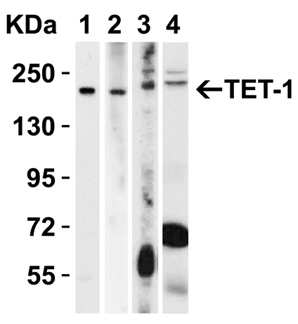 Anti-TET1 antibody - C-terminal (ab191698) | Abcam