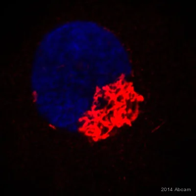Anti-TGN46 antibody - Golgi Marker (ab50595) | Abcam