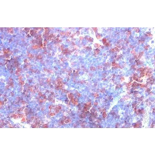 Anti-Thymidylate synthase antibody [HL1237] (ab317082) | Abcam