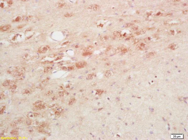 Thyrotropin Releasing Hormone (TRH)抗体 (ab216601)| Abcam中文官网